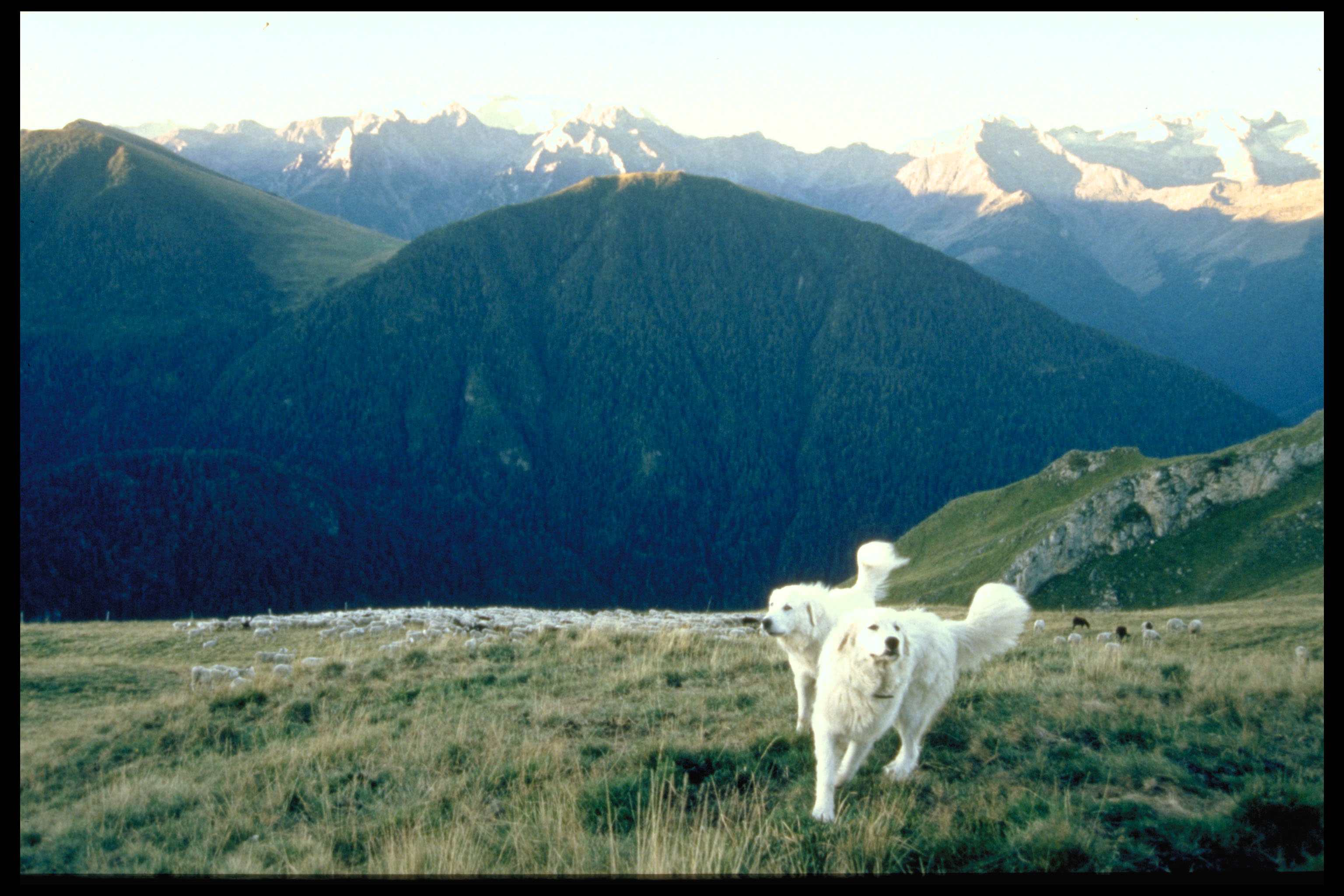 Quel comportement adopter en cas de rencontre avec un patou ? | DREAL ...